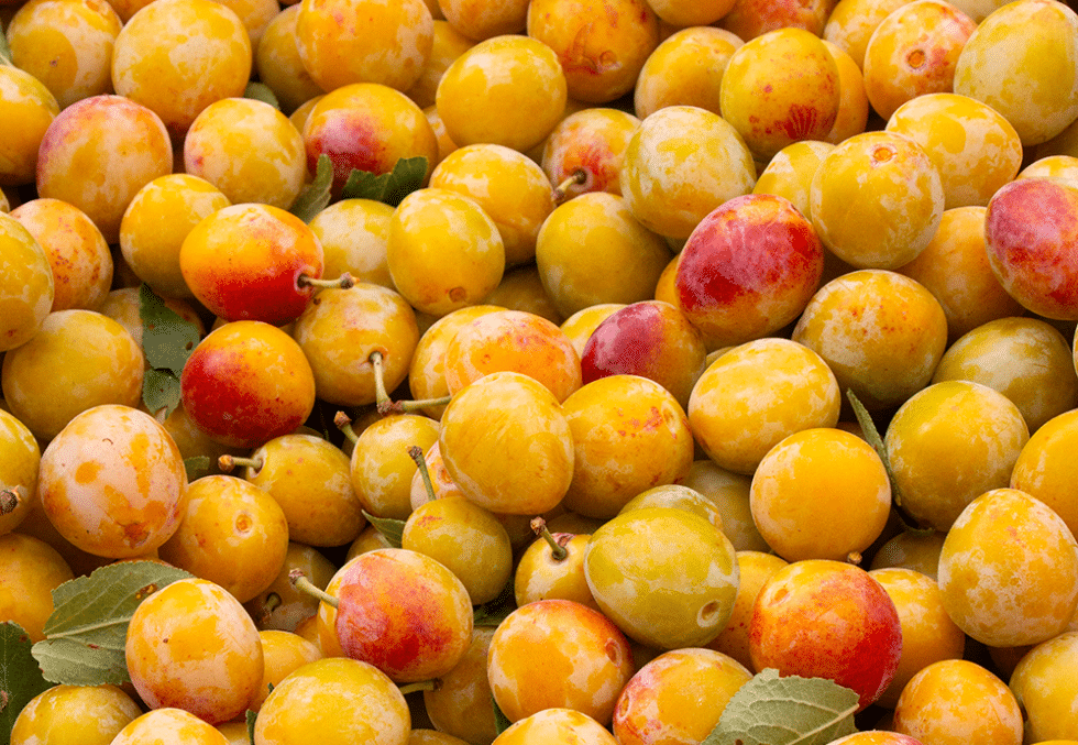 Découvrez notre maison - Maison de la mirabelle